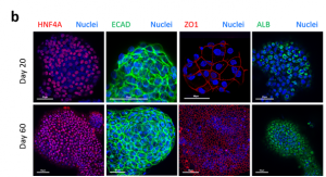 Growing human liver cells 'in a dish' - Futurum