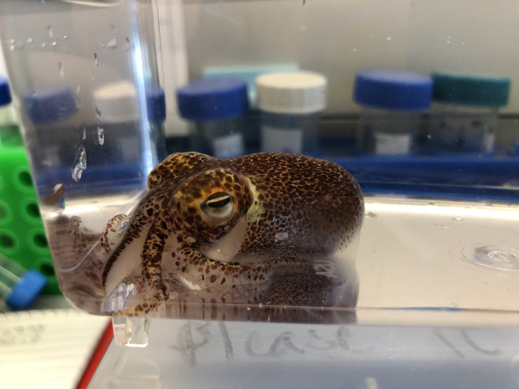 What can we learn from bobtail squid? - Futurum