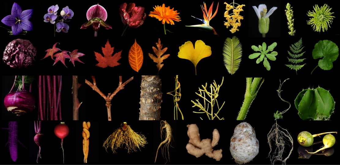 Short and bushy, long and spindly: how plants make their shapes - Futurum