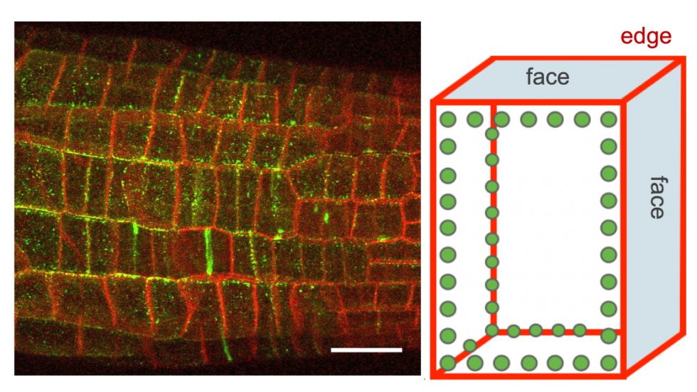 Short and bushy, long and spindly: how plants make their shapes - Futurum