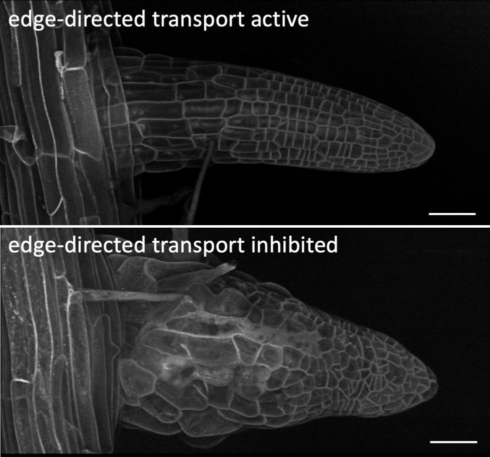 Short and bushy, long and spindly: how plants make their shapes - Futurum