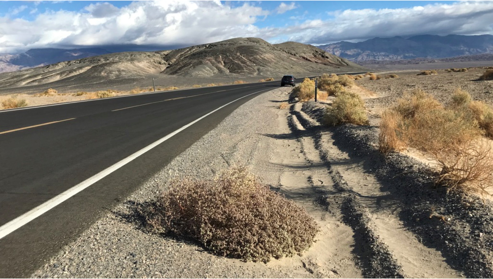 Growing a community: building the Plant Cell Atlas - Futurum