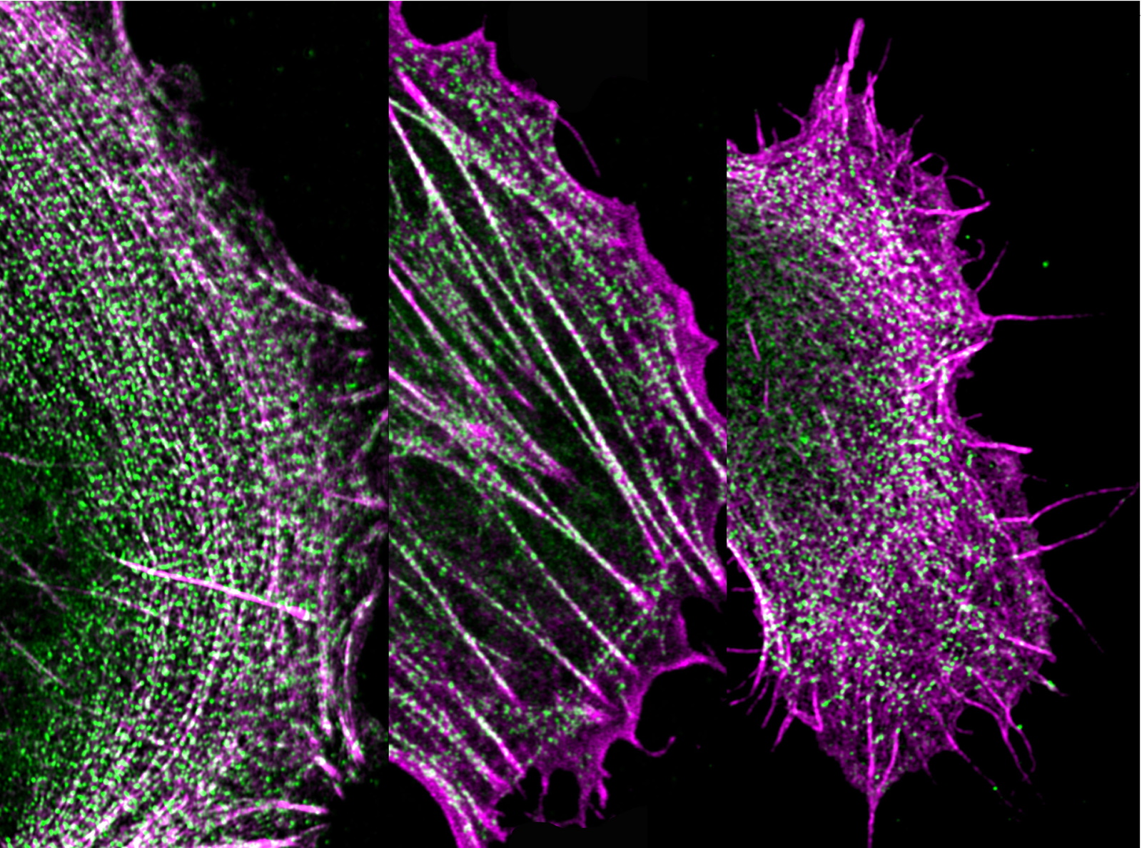 Imaging the invisible: how can research software and imaging techniques ...