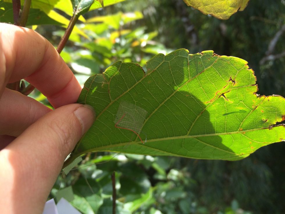 Monitoring the canopy temperature of forests - Futurum