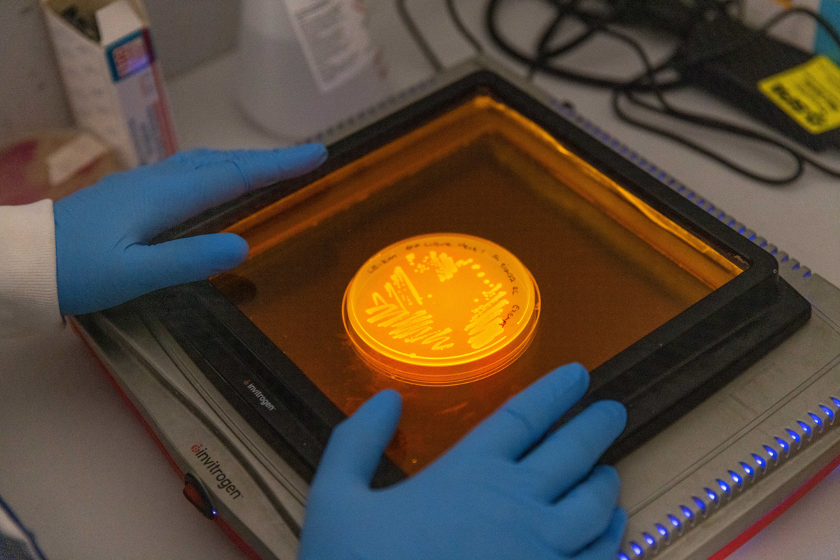 Synthetic biology: the power of modified microbes - Futurum