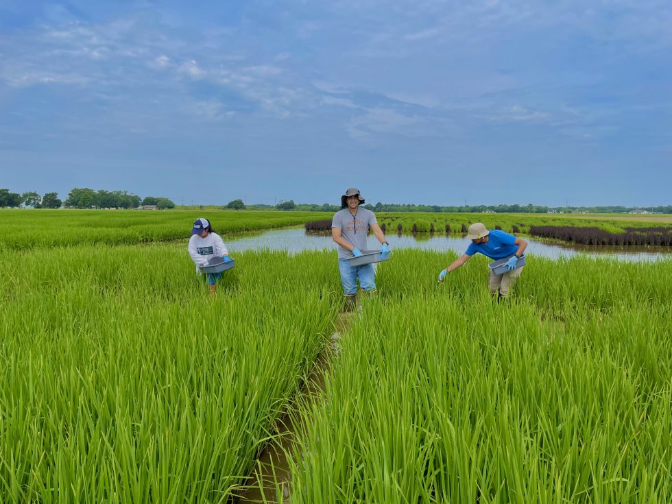 How do bacteria help and harm crops? - Futurum